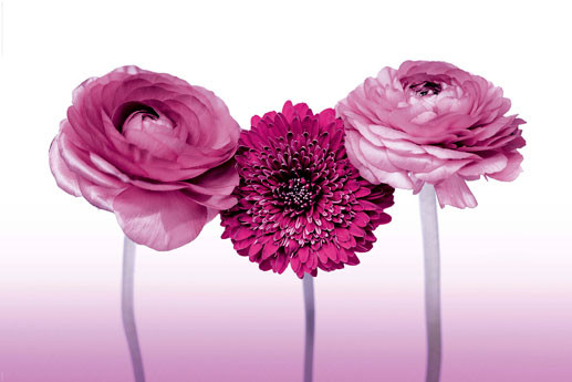 Poster, Quadro Trinity flowers | Posters de parede | 3+1 GRATIS ...