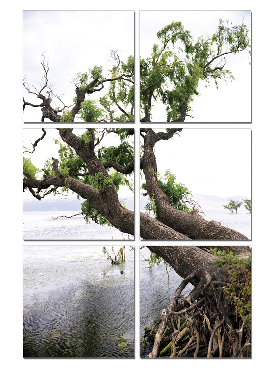 Praying Tree Mounted Art Print | Buy at EuroPosters