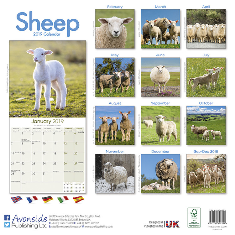 Sheep - Wall Calendars | Large selection