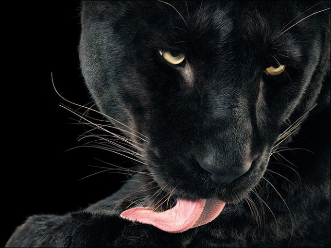 Art Print Tim Flach - Bhajan | Posters, Wall Art | Europosters