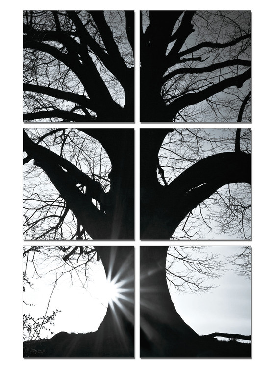 Tree - Silhouette (B&W) Mounted Art Print | Buy at EuroPosters
