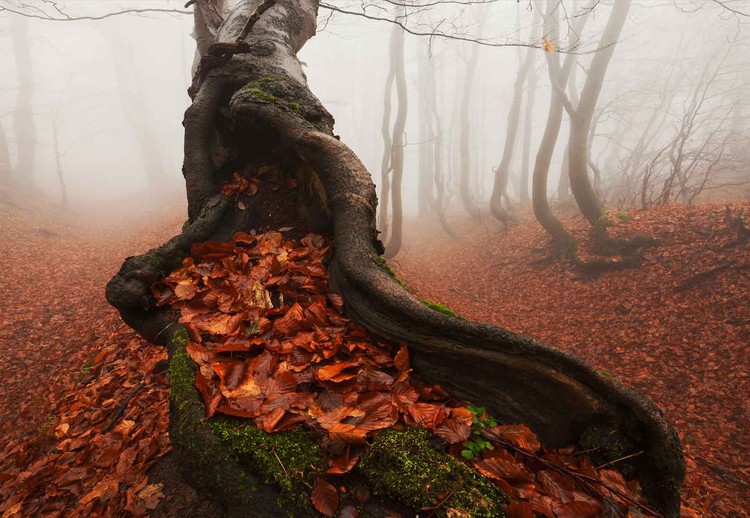 Ancient Tree Wall Paper Mural | Buy at EuroPosters