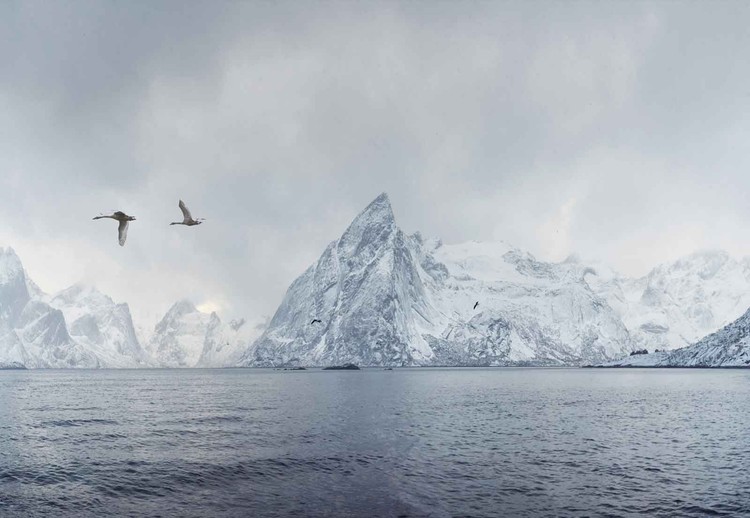 Arctic Flight Wall Paper Mural | Buy at EuroPosters