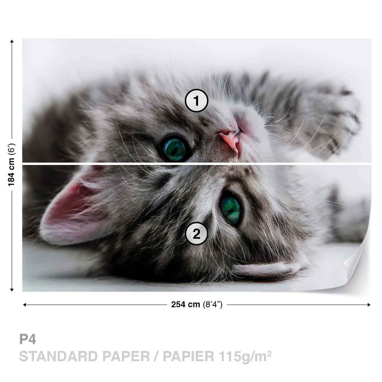 Smiling Kitten Wallpaper