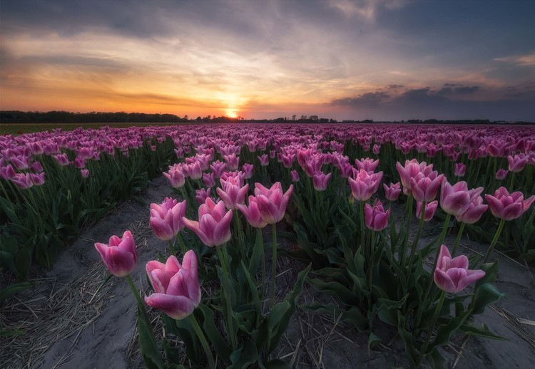 Field Of Tulips Wall Paper Mural Buy At Europosters