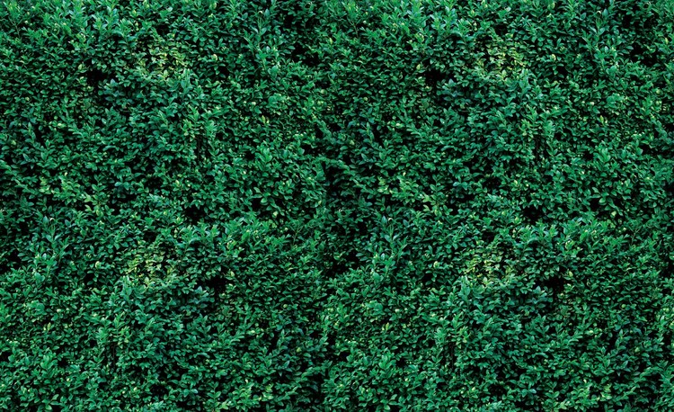 Grass Texture Wall Paper Mural | Buy at EuroPosters