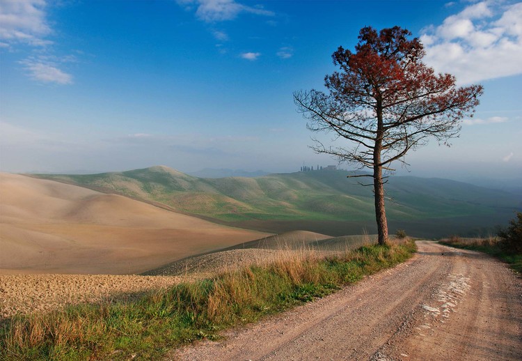 Lonely Tree Wall Paper Mural | Buy at EuroPosters